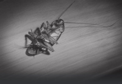 American Cockroaches | Aztec Organic Pest Service